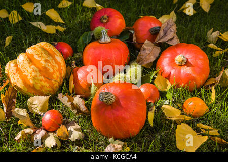 Pumpkin full of beautiful fall colors. Home production photographed in ...