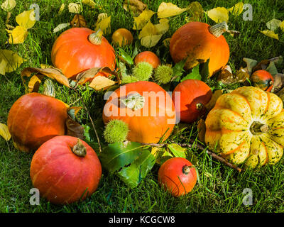 Pumpkin full of beautiful fall colors. Home production photographed in ...