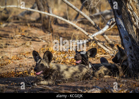 Specie Lycaon pictus family of Canidae Stock Photo - Alamy