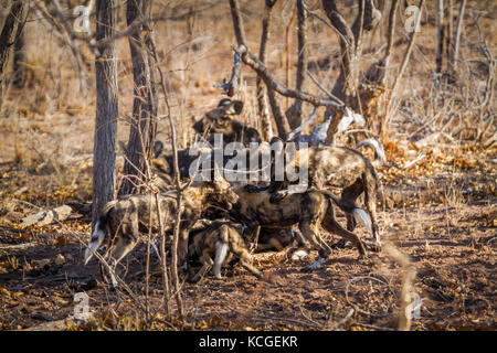 Specie Lycaon pictus family of Canidae Stock Photo - Alamy