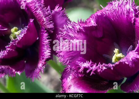 Fringed Tulips close up flower Purple Tulipa ' Gorilla ' Mauve Dark ...