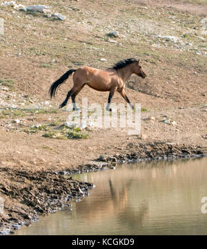 Wild dun Mustang stallion running in Adobe Town, Wyoming, USA. October ...