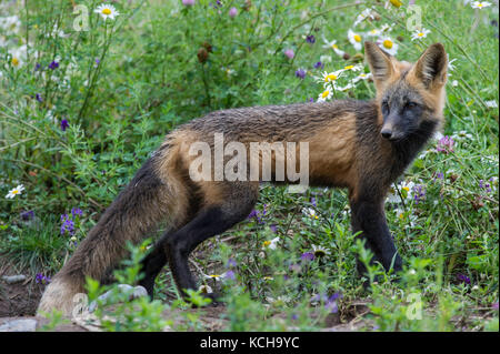 Cross fox pup outside the den Stock Photo - Alamy