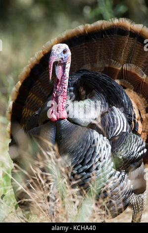Rio Grande Turkey, Meleagris gallopavo intermedia, Central California ...
