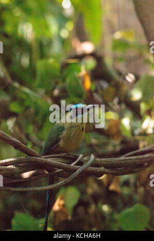Blue-crowned motmot bird also called Momotus momota is found in Central ...