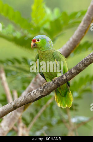 The red-fronted parrot (Poicephalus gulielmi), also known as Jardine's ...