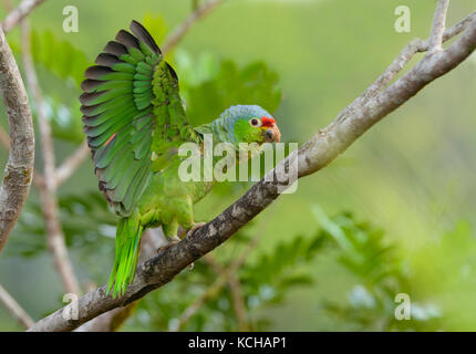 The red-fronted parrot (Poicephalus gulielmi), also known as Jardine's ...