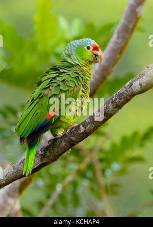 The red-fronted parrot (Poicephalus gulielmi), also known as Jardine's ...