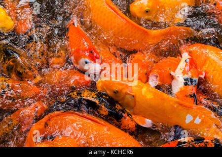 Pond with Koy Fish, Byodo-In, Kahaluu, Oahu, Hawaiii Stock Photo - Alamy