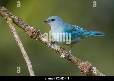 Azure-shouldered Tanager (Thraupis cyanoptera), Atlantic Rainforest ...