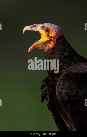 Lesser yellow-headed vulture Stock Photo - Alamy