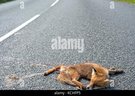Dead fox roadkill on a rural road with its intestines guts exposed ...