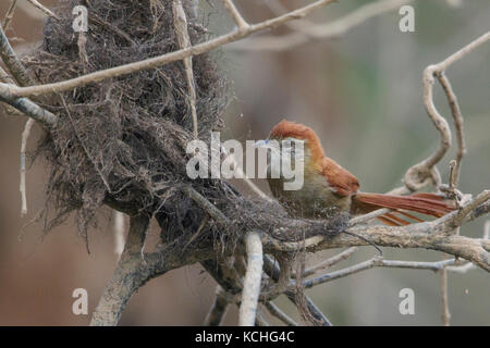 Rusty-backed Spinetail (Cranioleuca vulpina) in Brazil Stock Photo - Alamy
