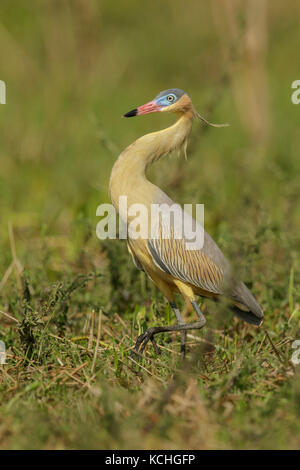 Whistling Heron (Syrigma sibilatrix) feeding in a wetland area in the ...