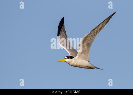 Yellow-billed Tern (Sternula superciliaris), Ecuador Stock Photo - Alamy