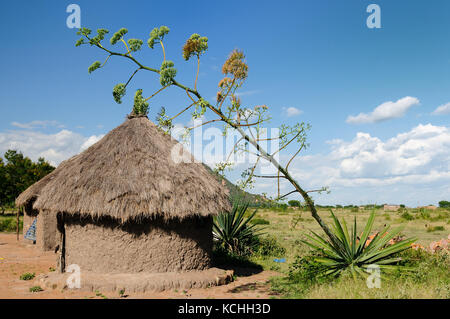Tanzania village grass mud house Stock Photo - Alamy