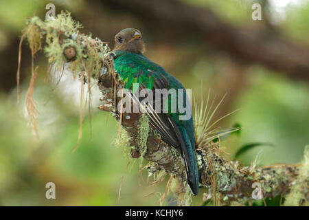 White-tipped Quetzal (Pharomachrus fulgidus), Colombia Stock Photo - Alamy