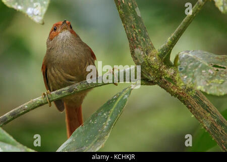 Red-faced Spinetail (Cranioleuca erythrops Stock Photo - Alamy