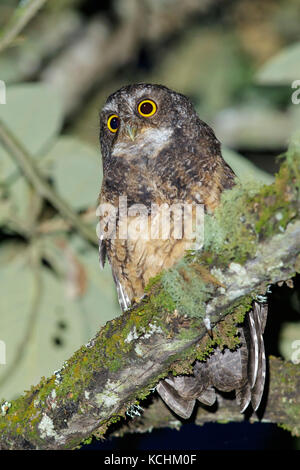White-throated Screech Owl (Megascops albogularis) perched on a branch ...