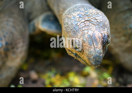 A close up image of an Aldabra giant tortoise shell, the Jerusalem ...