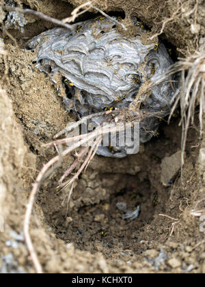 Vespula germanica. Wasp Nest in the roof rafters of an out building. UK ...