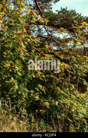 Sorbus Sunshine, Rowan Tree, yellow berries Stock Photo - Alamy