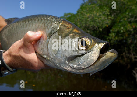 A juvenile tarpon caught while fly fishing the remote jungle rivers of ...