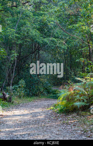 bush trail in the forest, sandy off road track in the outback Stock ...