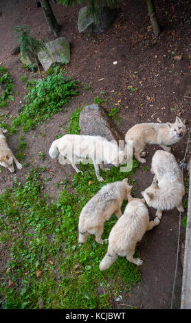 Wild, white wolfes eating their food during the feeding time in a zoo ...