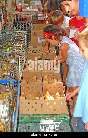 Tourists handling baby chicks in Tarragona street market, Spain Stock ...