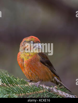 A male Red Crossbill, Loxia curvirostra, perched in a spruce tree in ...