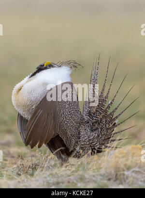 Male Sage Grouse (Centrocercus urophasianus) displaying at lek. Wyoming ...