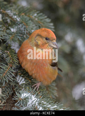 A male Red Crossbill, Loxia curvirostra, perched in a spruce tree in ...