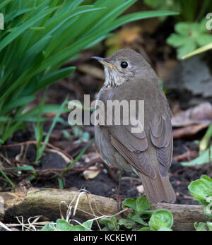Gray-cheeked Thrush (Catharus minimus) bathing Stock Photo - Alamy