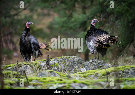 Male Merriams turkeys, Meleagris gallopavo merriami, Central Idaho, USA ...