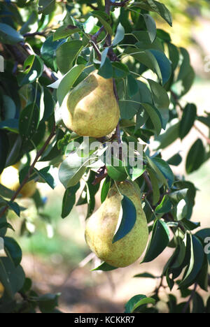 Pear Orchards in Washington Stock Photo - Alamy