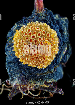 Rust fungus infection, light micrograph. Transverse section through a ...