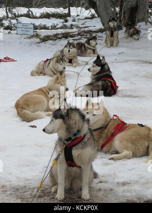 Husky dogs resting after a sled ride in Lapland's Arctic nature Stock ...