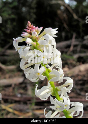 Flower of Australian native plant the River Banksia Banksia seminuda ...
