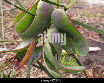 Sweet wattle (Acacia suaveolens), seedpods. Rocky Cape National Park ...