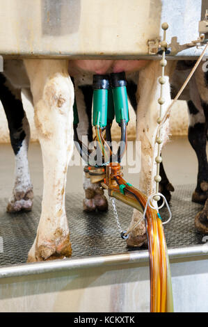MILKING PUMPS AT AUTOMATED MILKING PARLOR Stock Photo - Alamy