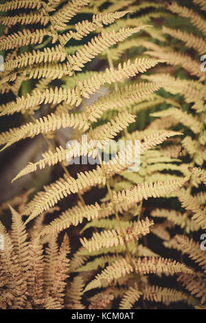 Red little fern in the autumn at the forest ground Stock Photo - Alamy