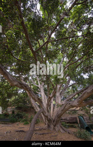 Huge old fig tree in Brennan Park, Wollstonecraft, North Shore, Sydney ...