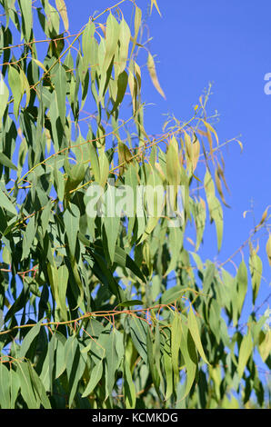 Eucalyptus caesia (Silver princess) tree between a Mimosa and a Judas ...