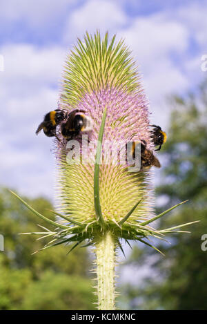 Fuller's teasel (Dipsacus sativus) and bumble bees (Bombus Stock Photo ...
