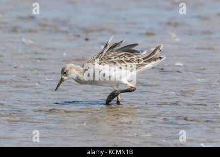 ruff (Philomachus puugnax) wader feeding in shallow water, Norfolk ...
