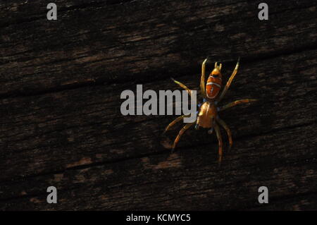 Green tree ant jumping spider (Cosmophasis bitaeniata) on a fence post ...