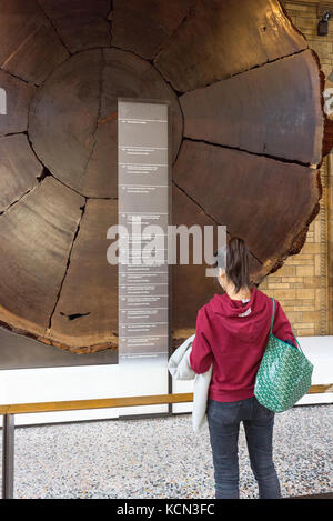 Cross section of a giant sequoia tree. Sequoia National Park ...