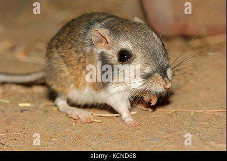 Merriam Kangaroo Rat Dipodomys merriami Tucson, Arizona, United States ...