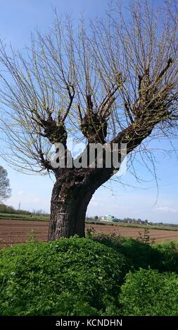 Old mulbery tree Stock Photo - Alamy
